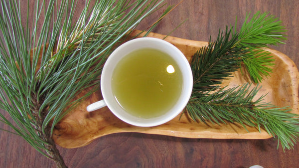 Conifer Needle Power Tea Powder (25 grams) – Y.E.S.