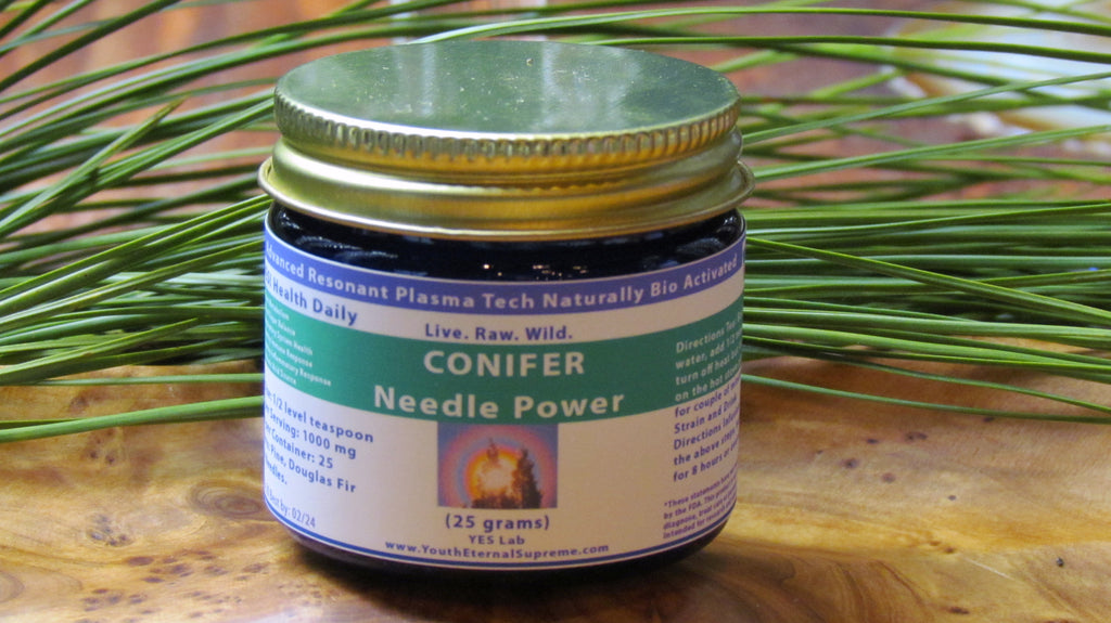 Conifer Needle Power Tea Powder (25 grams) – Y.E.S.