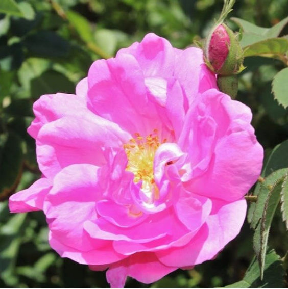 Rose Nectar Syrup SWEETENER (10 Fl oz, 296 ml) – Y.E.S.